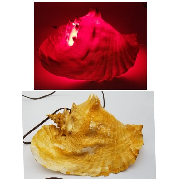 Homemade | Accents | Vintage Conch Sea Shell Large Light Night Red ...